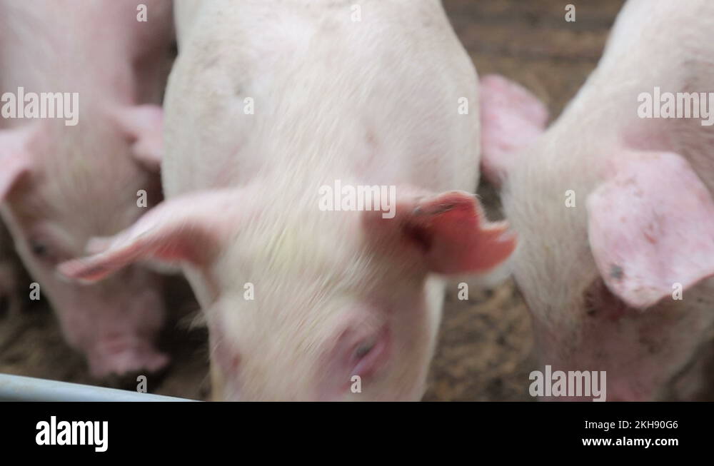 Close - up of the pig's face. Group of pigs in the enclosure of ...