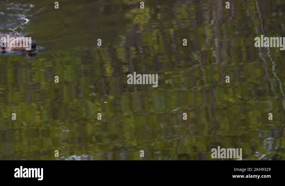 Dam building process Stock Videos & Footage - HD and 4K Video Clips - Alamy