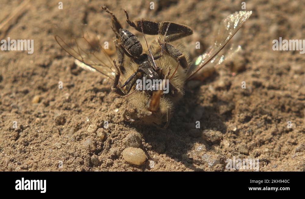 Insect hymenoptera close up macro wildlife nature insects Stock Videos ...