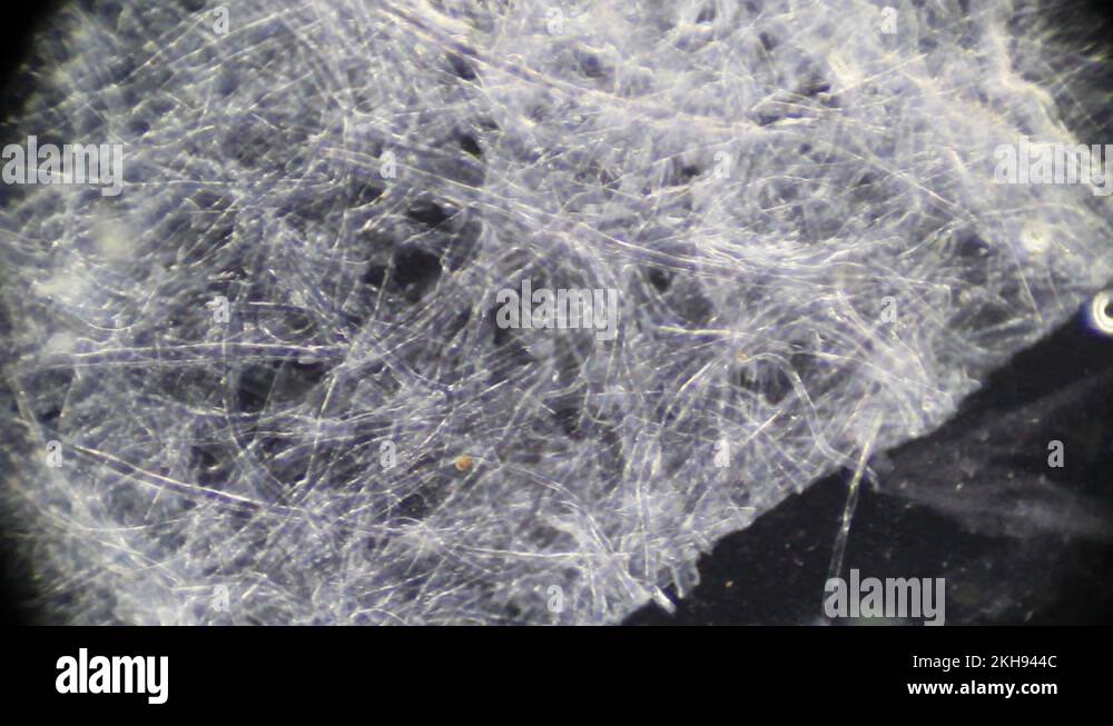 Microbiome microscopy Stock Videos & Footage - HD and 4K Video Clips ...
