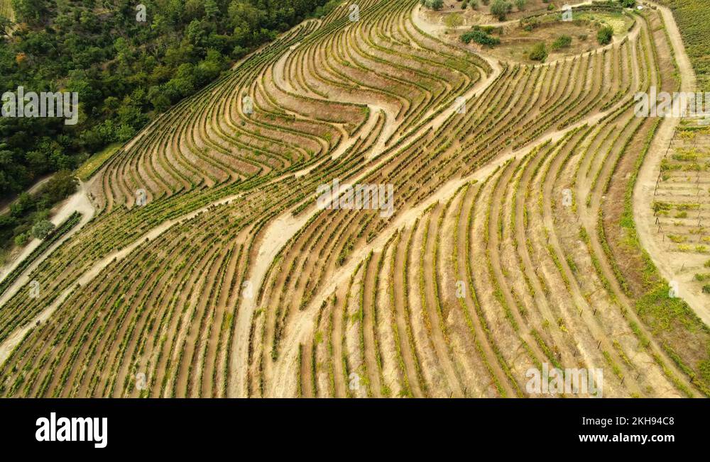 The vineyards of Douro Valley in Portugal - the land of famous port ...