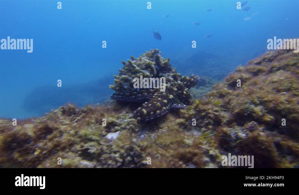 Underwater invertebrates wildlife and wildlife Stock Videos & Footage ...