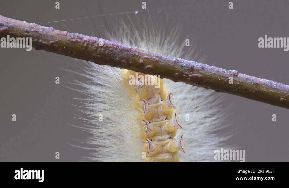 Species of moth Stock Videos & Footage - HD and 4K Video Clips - Alamy