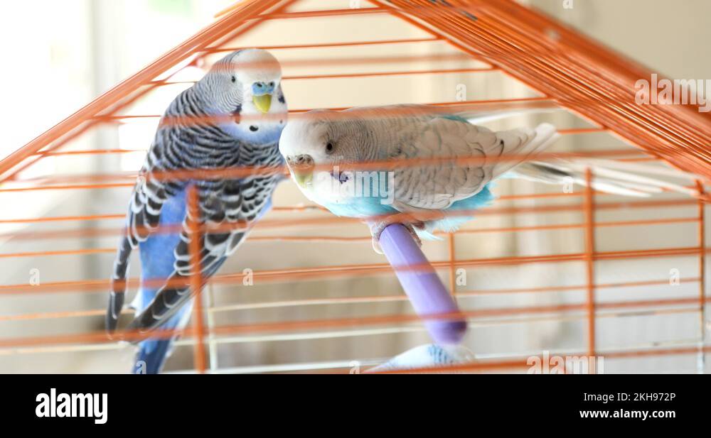 Undulating flight pattern Stock Videos & Footage - HD and 4K Video ...