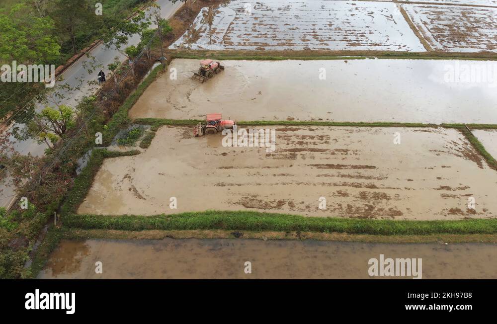 Tractor preparing soil in flooded paddy field for rice plant Stock ...