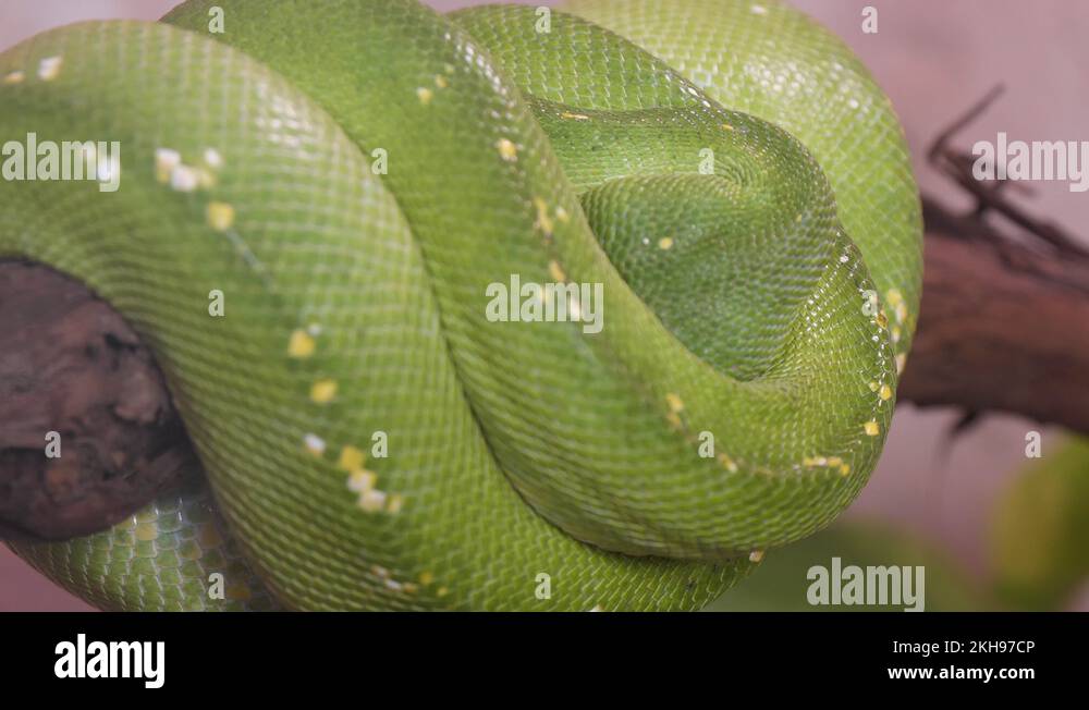 Sleep snake Stock Videos & Footage - HD and 4K Video Clips - Alamy