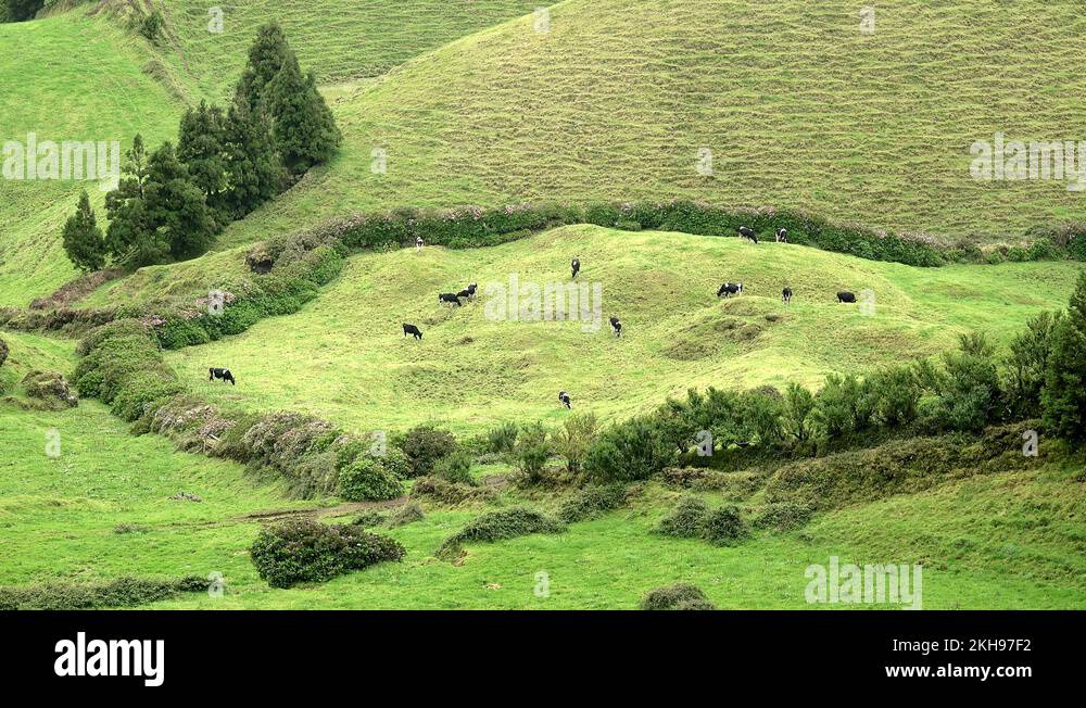 Pastoral farming. Herd of cows on a hill. Sao Miguel Island, Azores ...