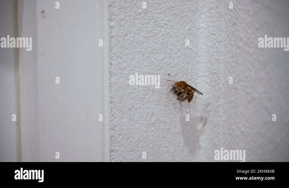 Tiger wasp Stock Videos & Footage - HD and 4K Video Clips - Alamy