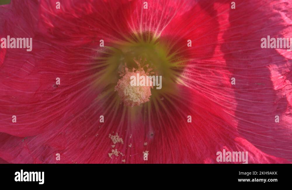 White musk mallow malva Stock Videos & Footage - HD and 4K Video Clips ...