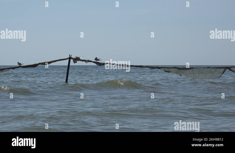 Drying poles Stock Videos & Footage - HD and 4K Video Clips - Alamy