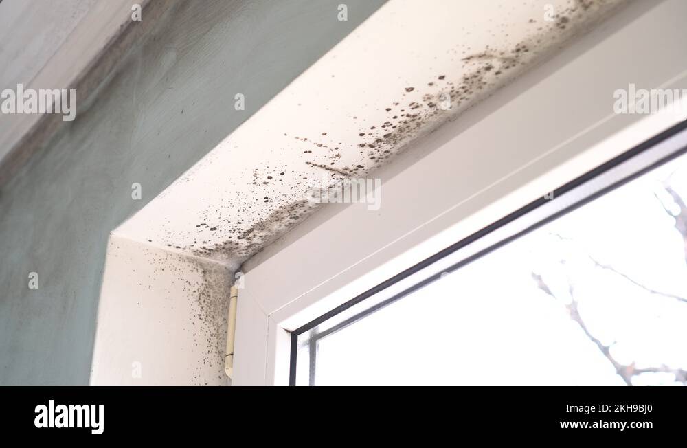 Damp walls Stock Videos & Footage - HD and 4K Video Clips - Alamy