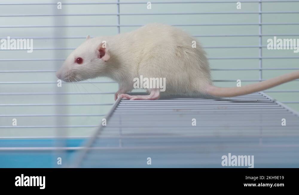 white rat in a cage. home pet. animal symbol of the year on the Chinese ...