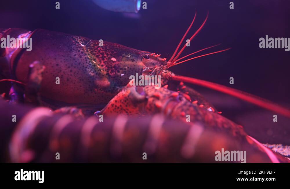 Live lobsters in a tank at seafood restaurant Stock Video Footage - Alamy