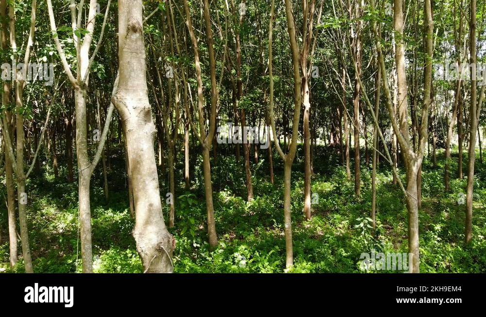 Extraction latex from rubber trees Stock Videos & Footage - HD and 4K ...