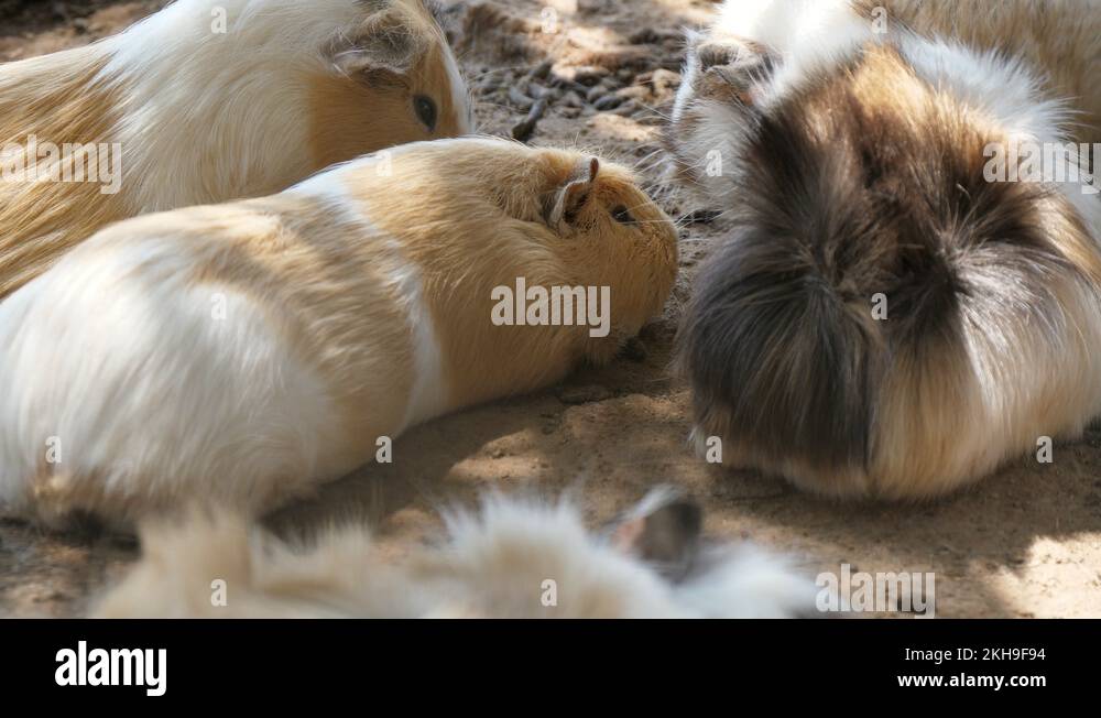 Group of guinea pigs Stock Videos & Footage - HD and 4K Video Clips - Alamy