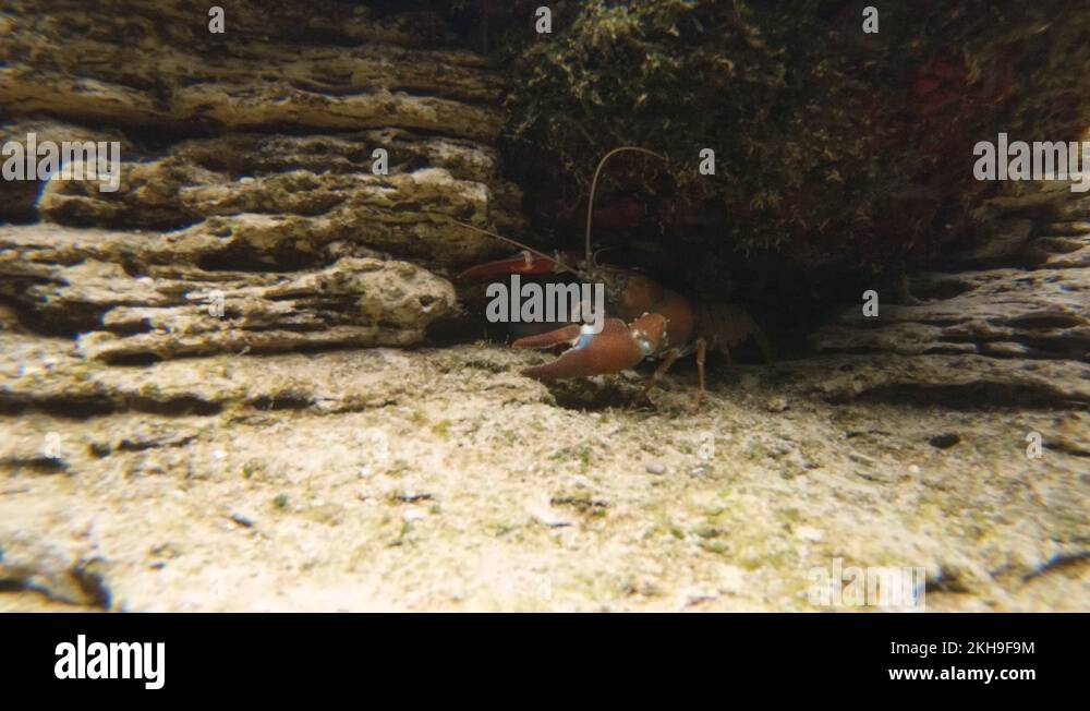 Signal crayfish pacifastacus leniusculus Stock Videos & Footage - HD ...