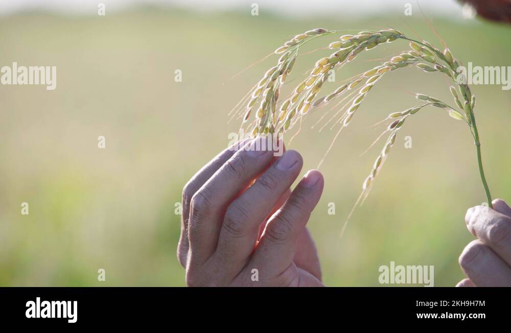 Hand spike Stock Videos & Footage - HD and 4K Video Clips - Alamy
