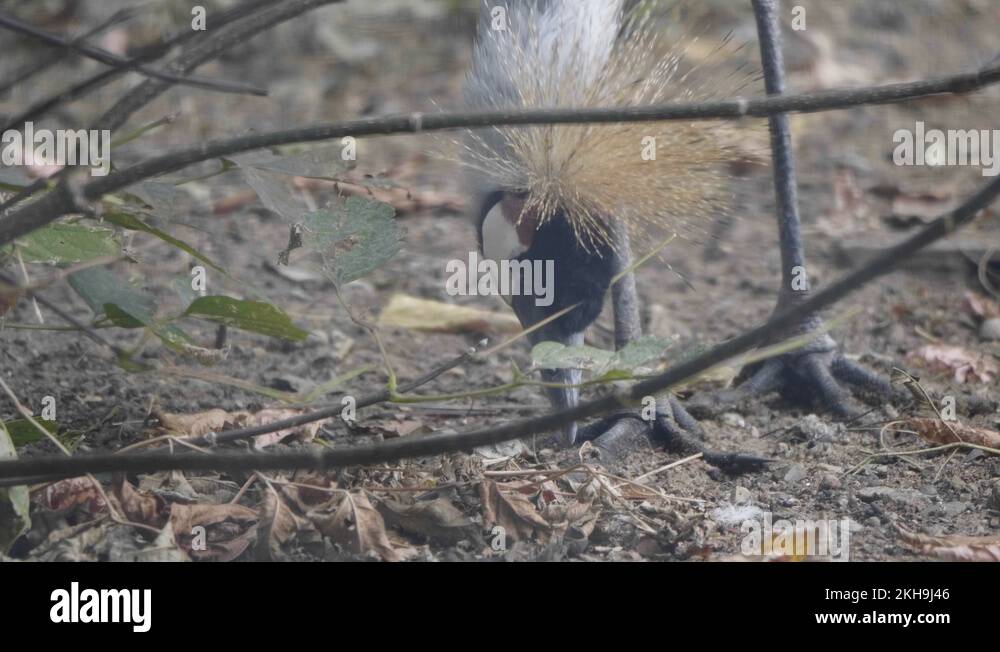 Beautiful bird, Grey Crowned Crane with blue eye and red wattle Stock ...