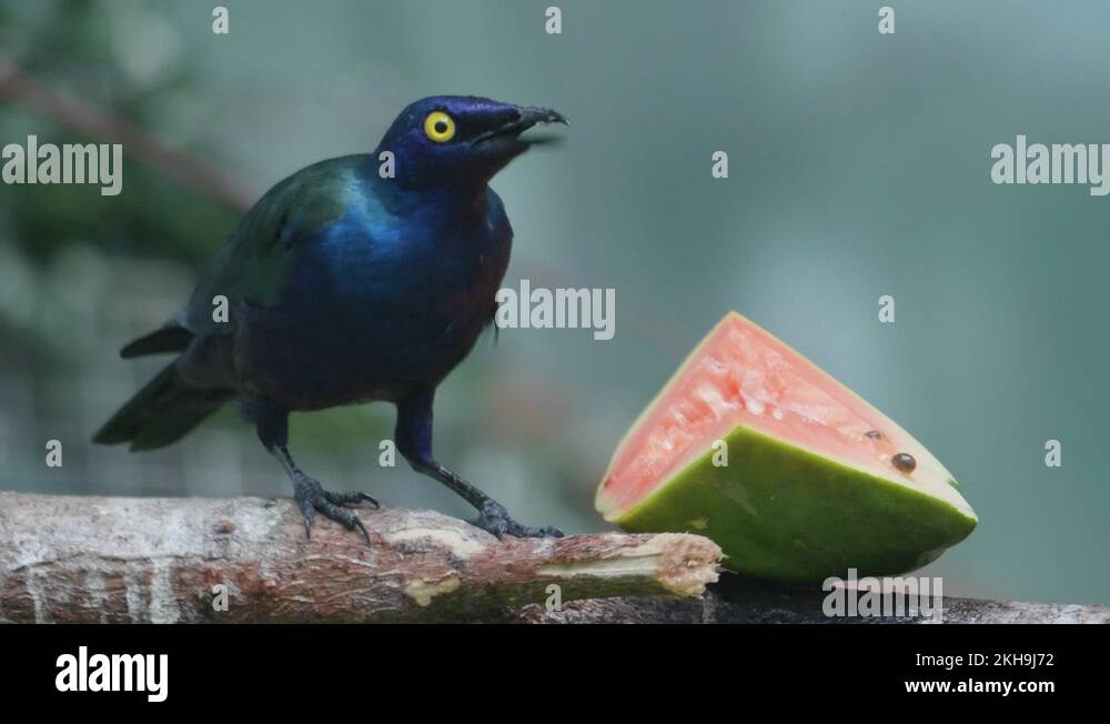 Shiny fruit Stock Videos & Footage - HD and 4K Video Clips - Alamy