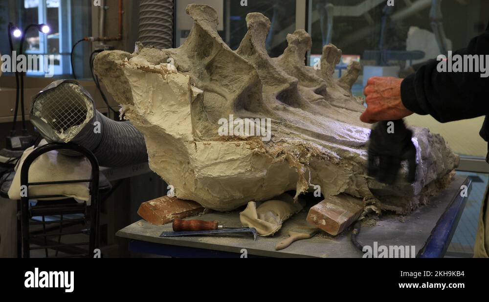 Giant dinosaur bones Stock Videos & Footage - HD and 4K Video Clips - Alamy