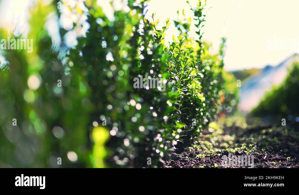 Boxwood leaves Stock Videos & Footage - HD and 4K Video Clips - Alamy