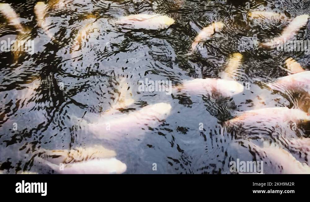 Fast moving river Stock Videos & Footage - HD and 4K Video Clips - Alamy