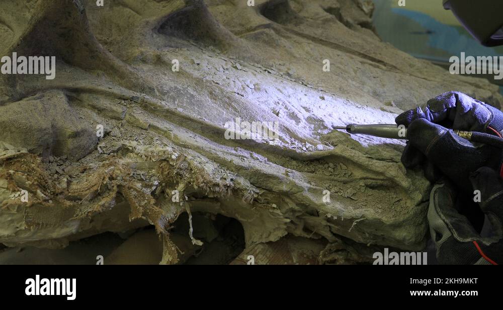 Dinosaur bone fossil Paleontologist working science 4K Stock Video ...