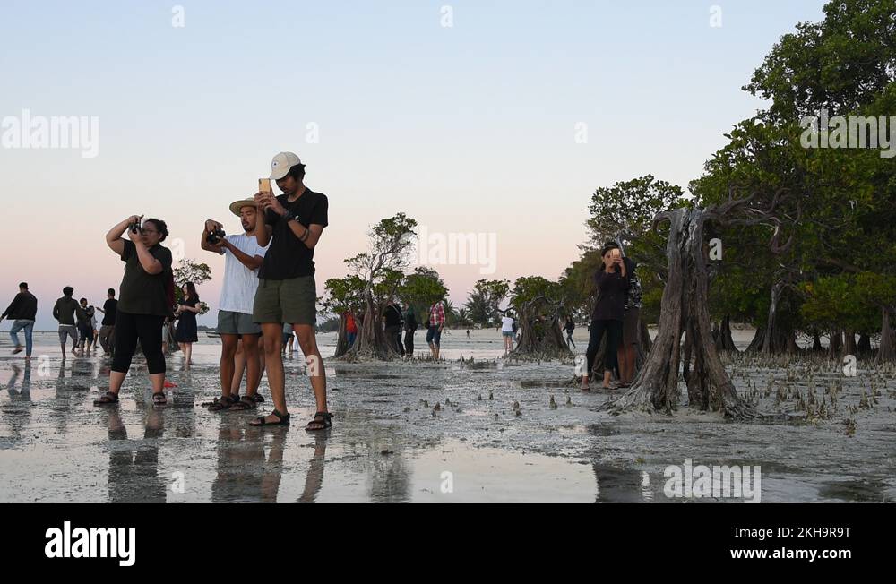 Mangrove formation Stock Videos & Footage - HD and 4K Video Clips - Alamy
