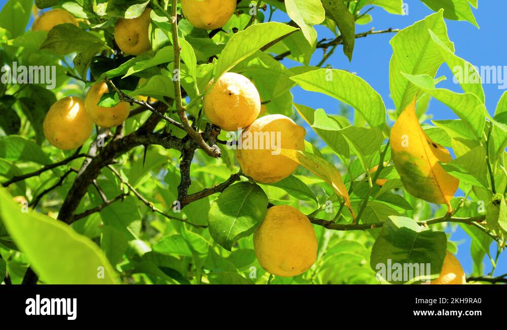 Juicy yellow lemons hanging on branches of a lemon tree. Greece. 4K ...