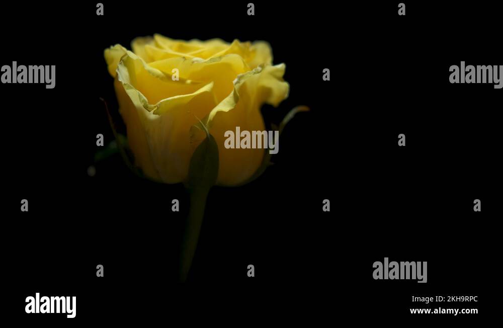 Rose dance Stock Videos & Footage - HD and 4K Video Clips - Alamy