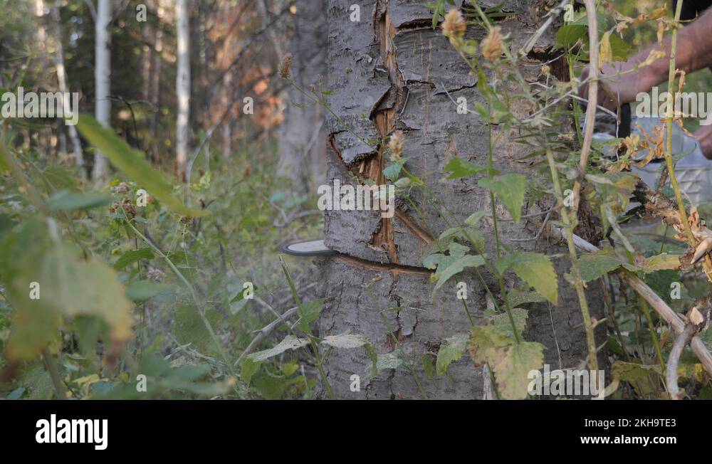 Cutting tree notch Stock Videos & Footage - HD and 4K Video Clips - Alamy