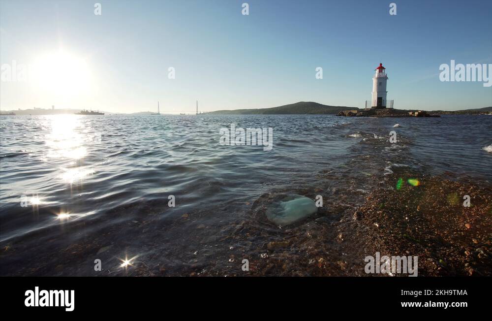 Jellyfish in water. Sand bar leading to Tokarevsky lighthouse in ...