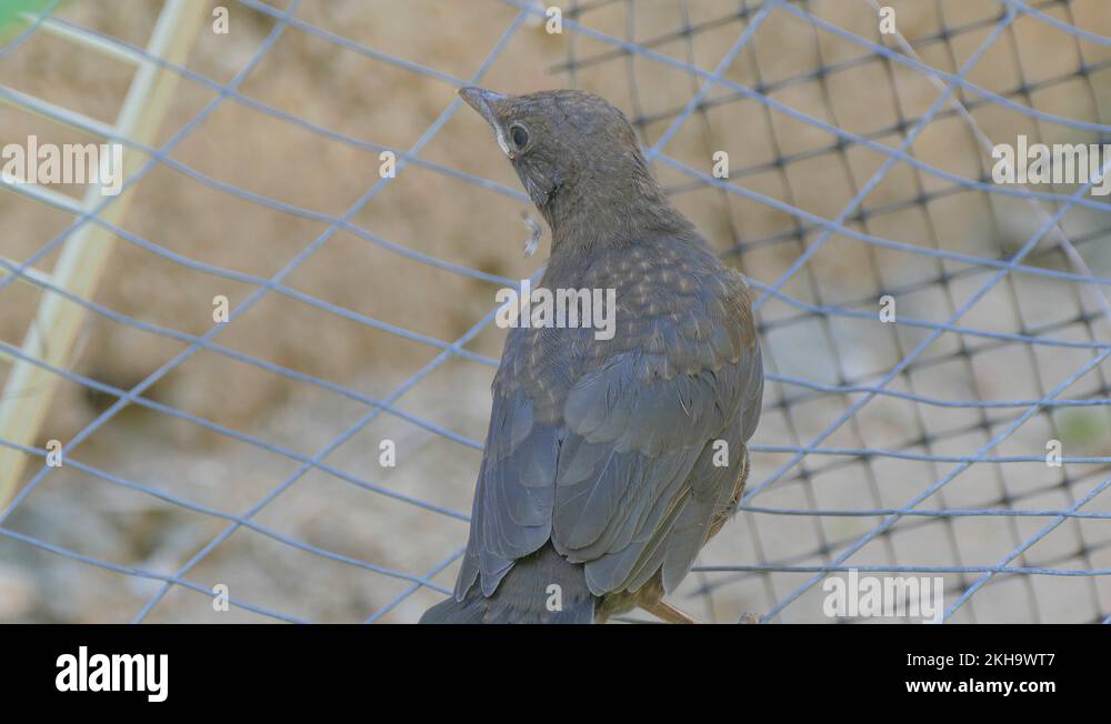 Break free bird Stock Videos & Footage - HD and 4K Video Clips - Alamy