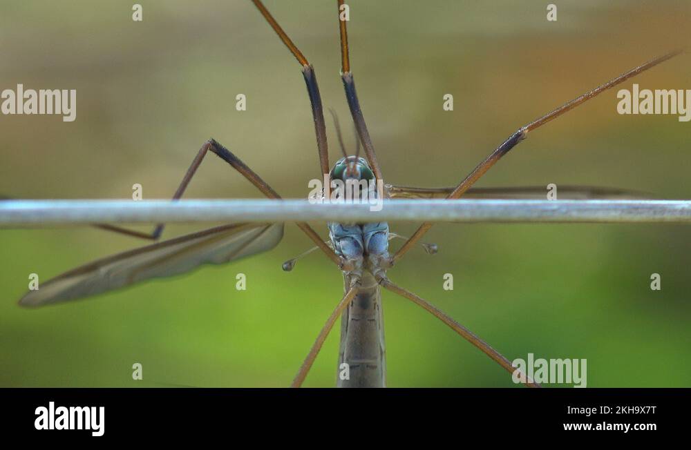 Crane fly, mosquito hawks, with long stilt-like legs, family Tipulidae ...