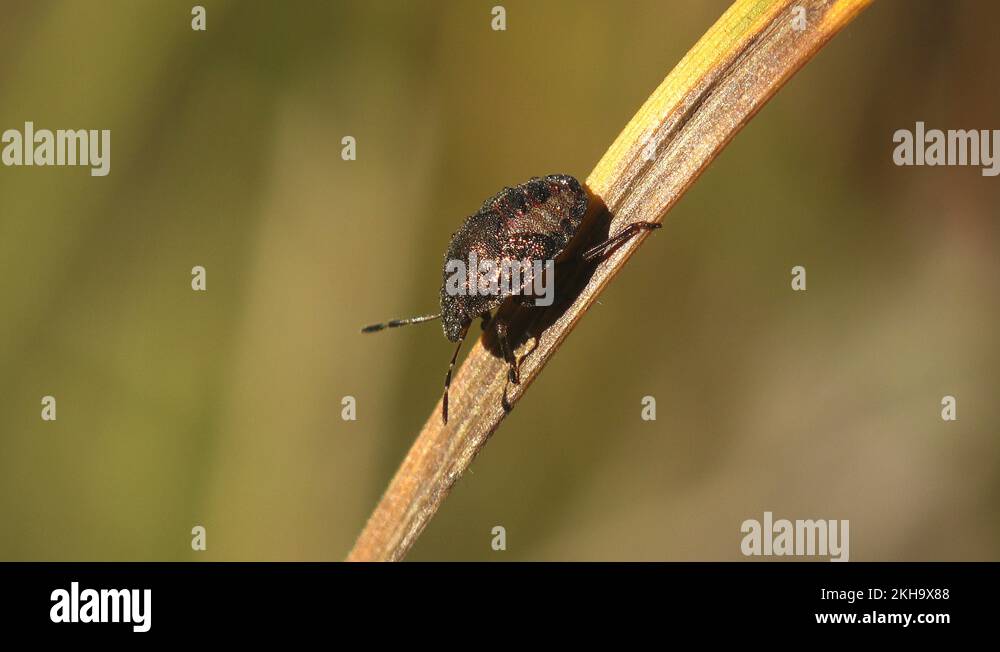 Pentatomidae insect belonging to Hemiptera, shield bugs or stink bugs ...