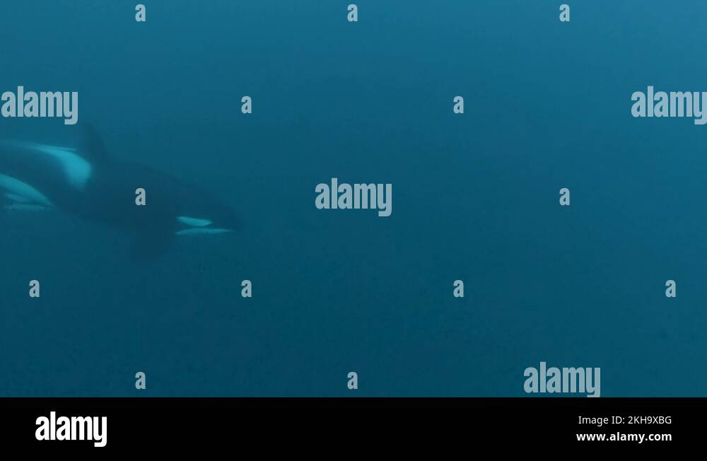 Orcinus orca underwater Stock Videos & Footage - HD and 4K Video Clips ...