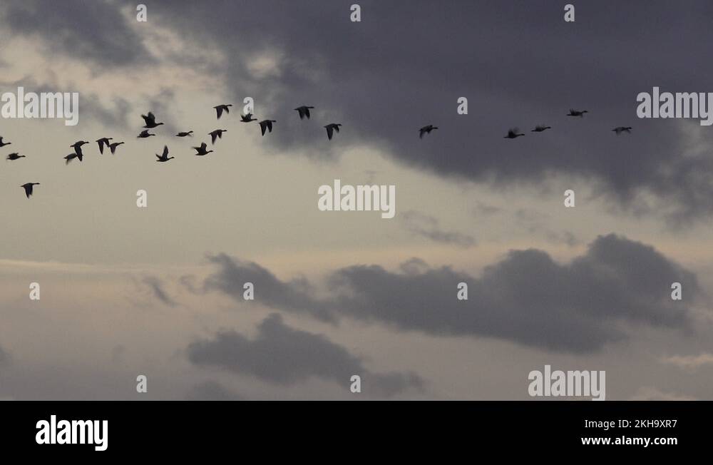 Geese formation migration Stock Videos & Footage - HD and 4K Video ...