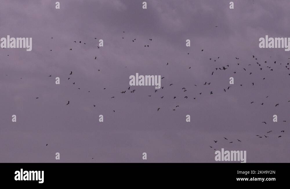 Lapwing wading birds Stock Videos & Footage - HD and 4K Video Clips - Alamy