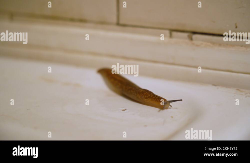 White slug slime Stock Videos & Footage - HD and 4K Video Clips - Alamy