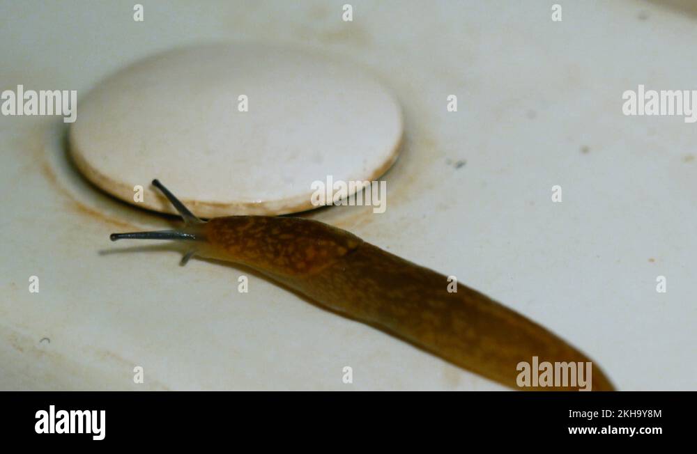 A vile scary slug moves along in the bathroom. The concept of fear and ...