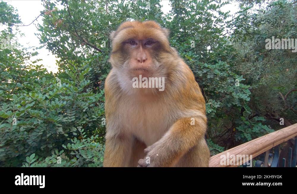 Monkey of morocco Stock Videos & Footage - HD and 4K Video Clips - Alamy