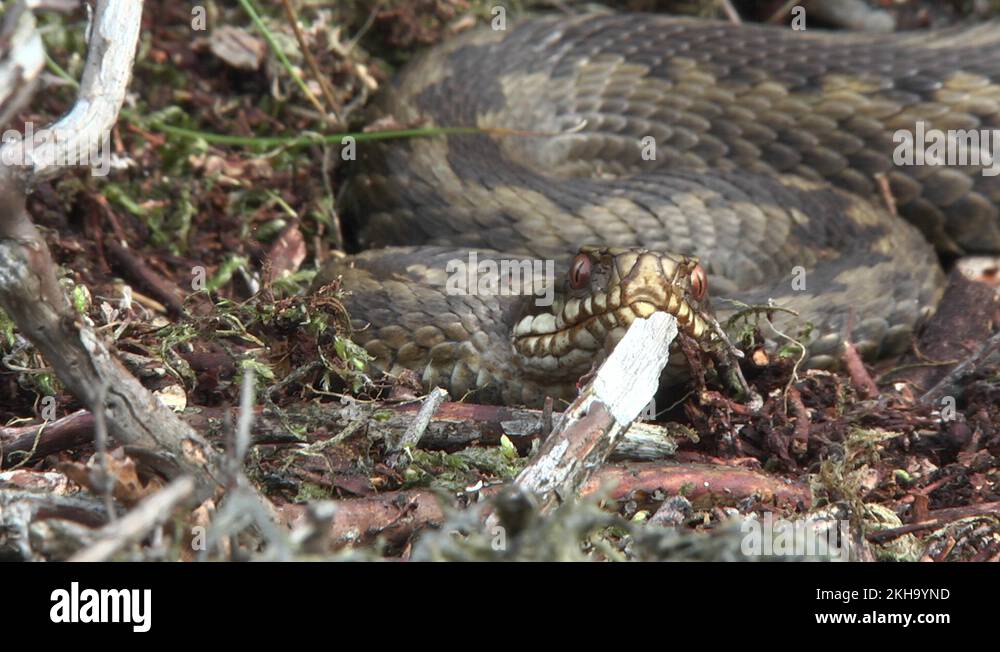 Adder fangs Stock Videos & Footage - HD and 4K Video Clips - Alamy