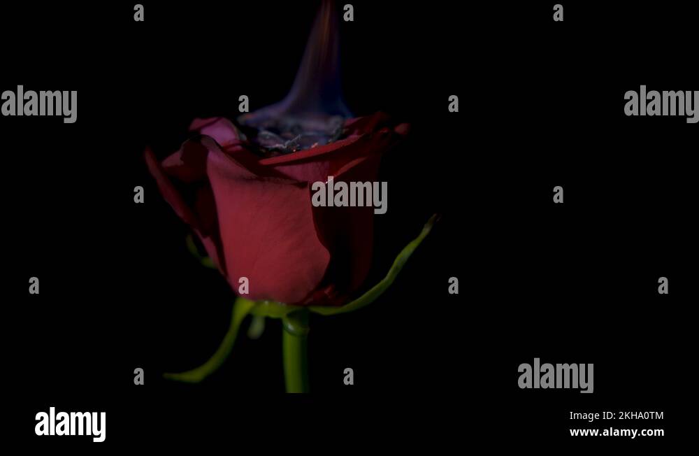 Blaze rose Stock Videos & Footage - HD and 4K Video Clips - Alamy