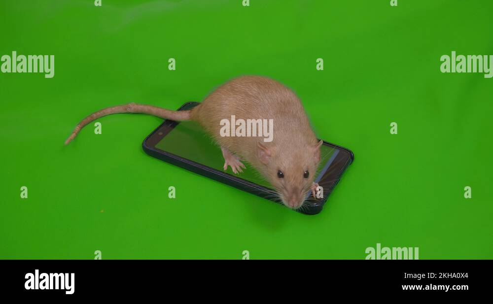 Mouse trap cartoon Stock Videos & Footage - HD and 4K Video Clips - Alamy