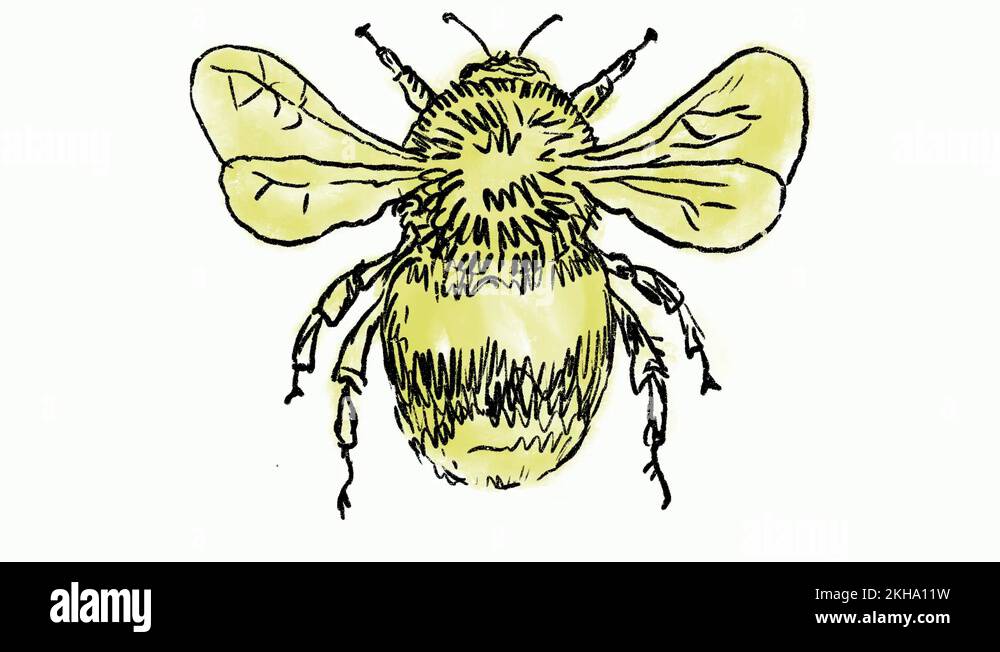 Bumblebee drawing Stock Videos & Footage - HD and 4K Video Clips - Alamy