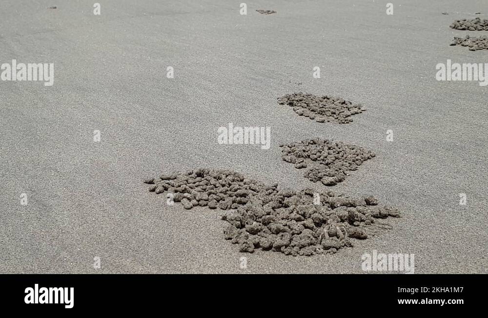 Crabs on the beach of ocean look out of minks on the seashore. Animals ...