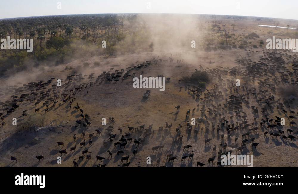 High aerial view of tourists in a 4x4 off-road safari vehicle watching ...