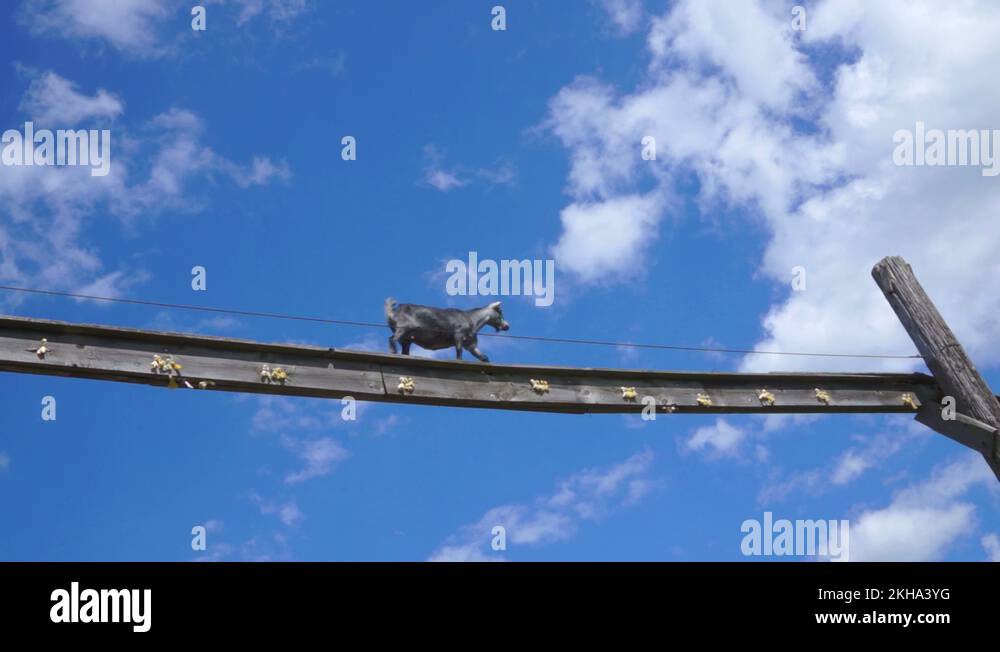 Goat bridge Stock Videos & Footage - HD and 4K Video Clips - Alamy