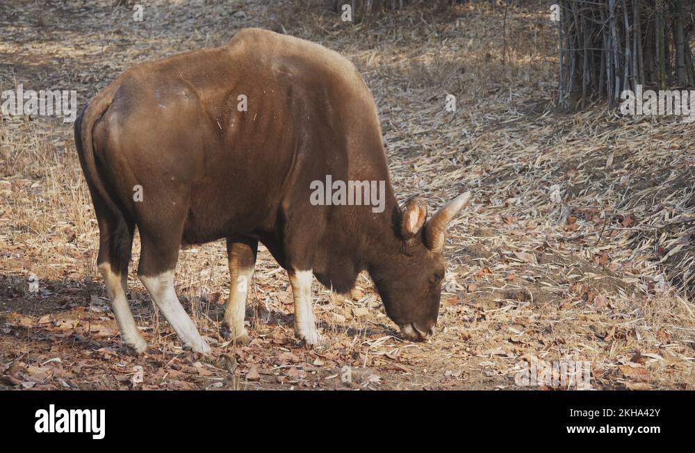 Gaur india bull wild Stock Videos & Footage - HD and 4K Video Clips - Alamy