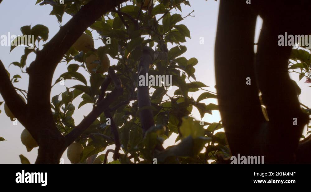 Positano italy lemon trees Stock Videos & Footage - HD and 4K Video ...